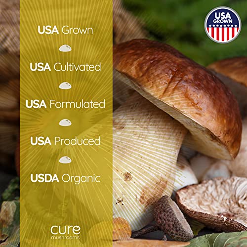 boost your focus with mushrooms