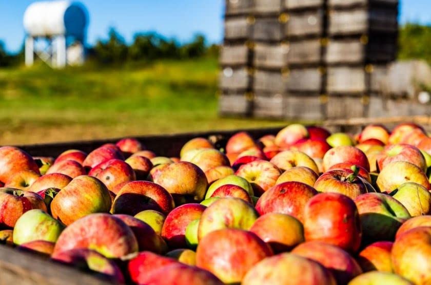 boost your health with apple cider vinegar