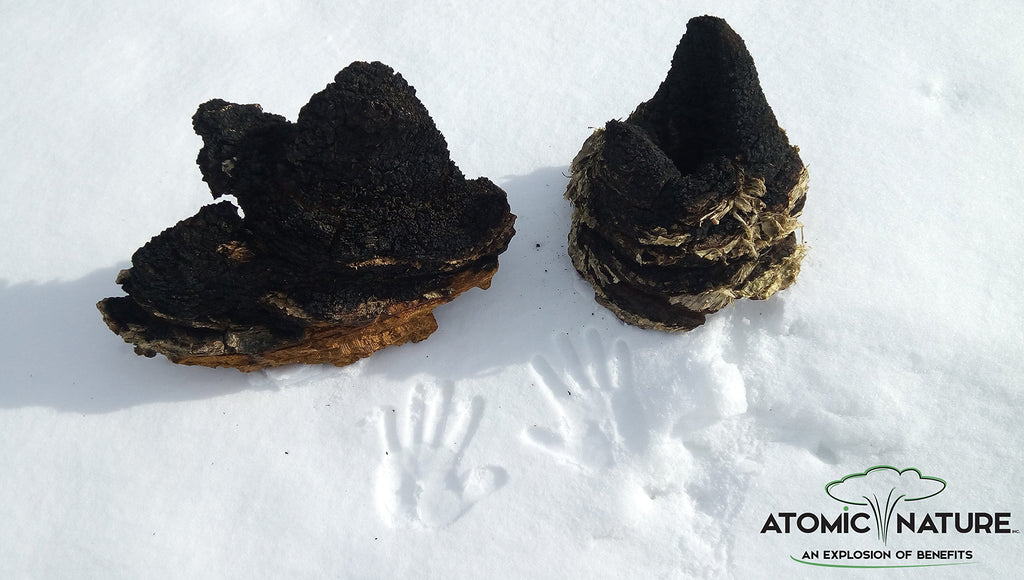 boost your health with chaga