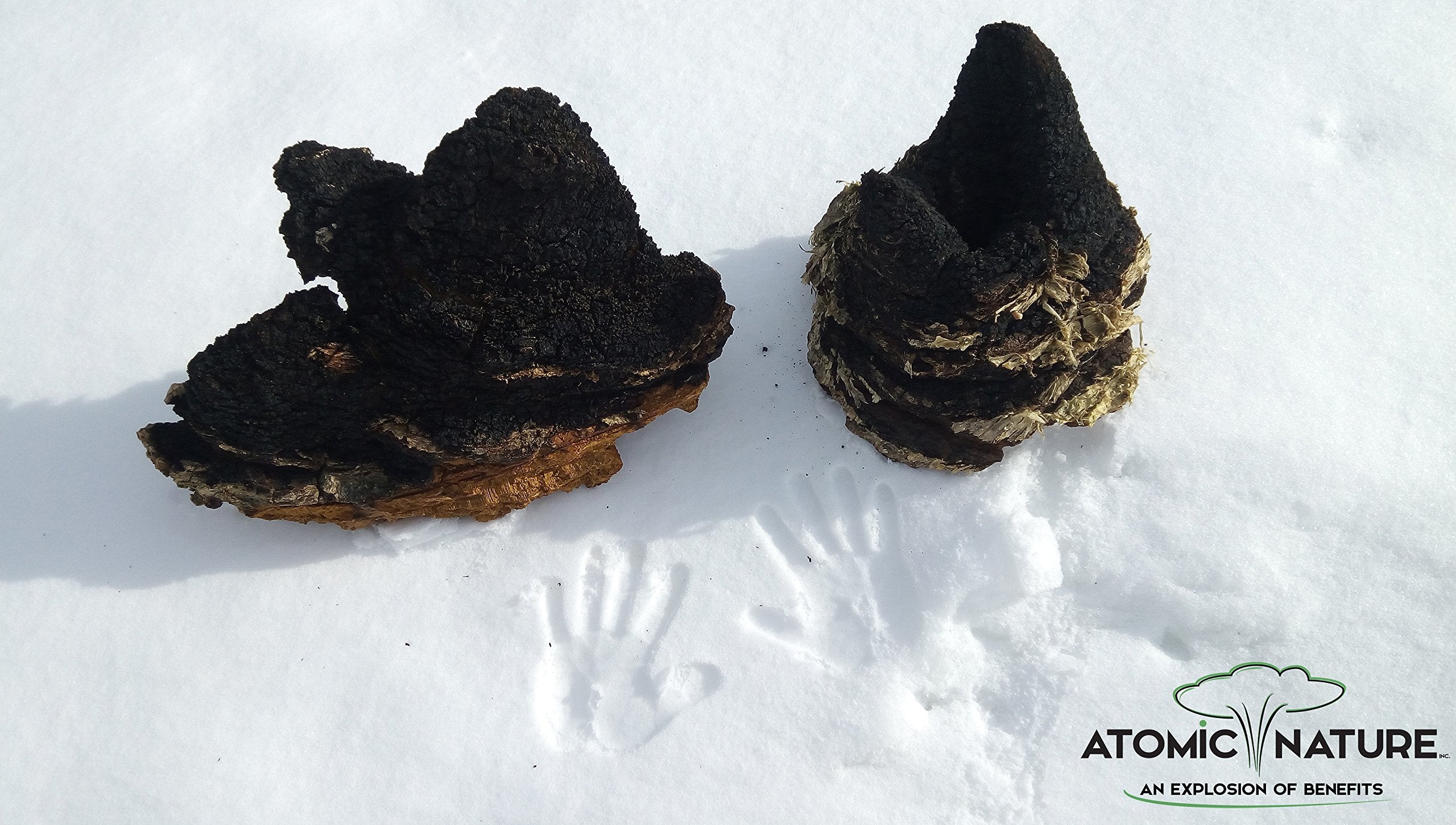 boost your health with chaga