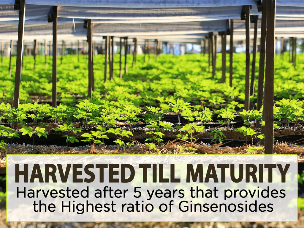 Boost your health with ginseng
