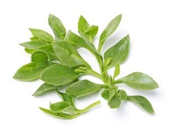 boost your health with kalmegh powder