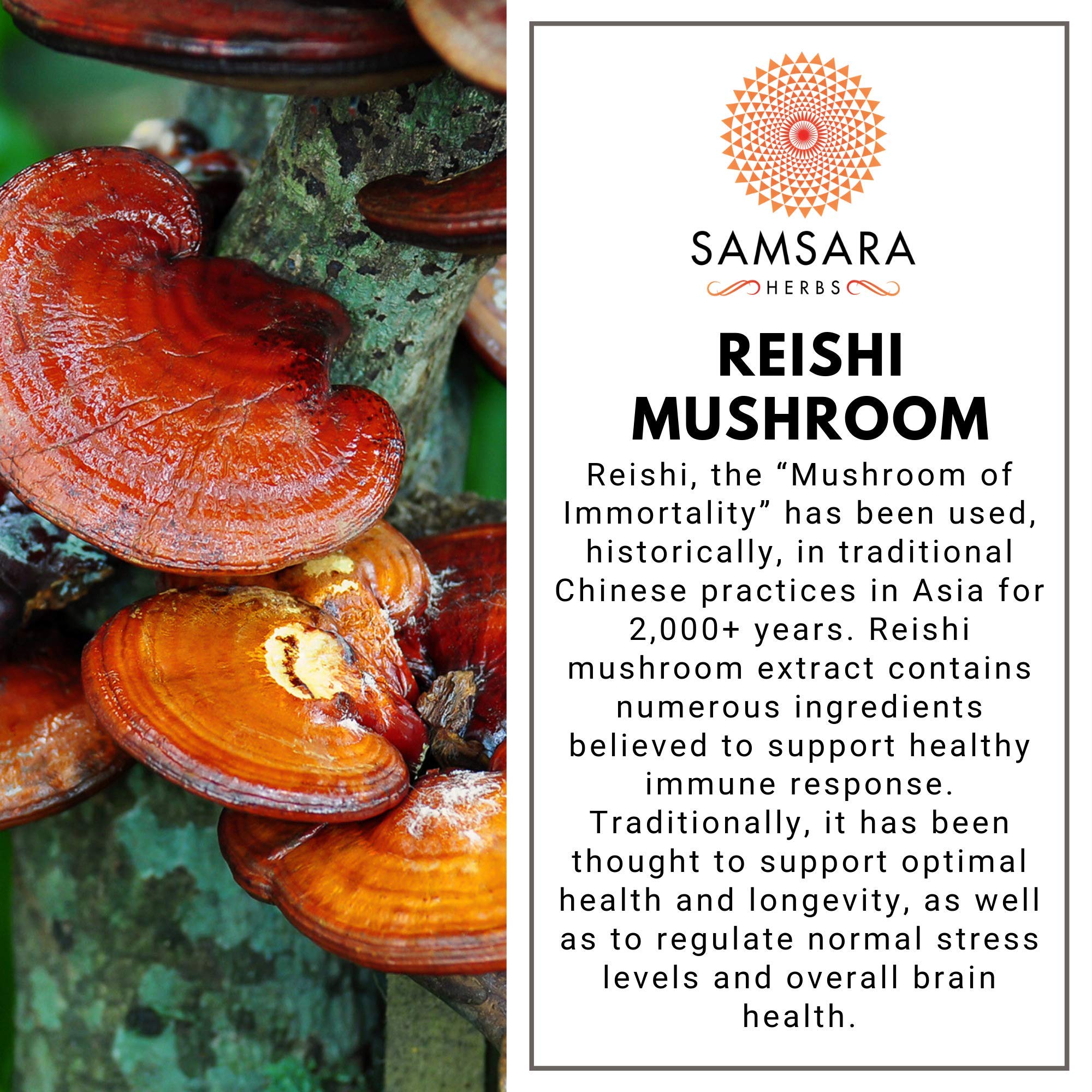 Boost your health with reishi mushrooms