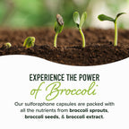 Boost your immune system with sulforaphane
