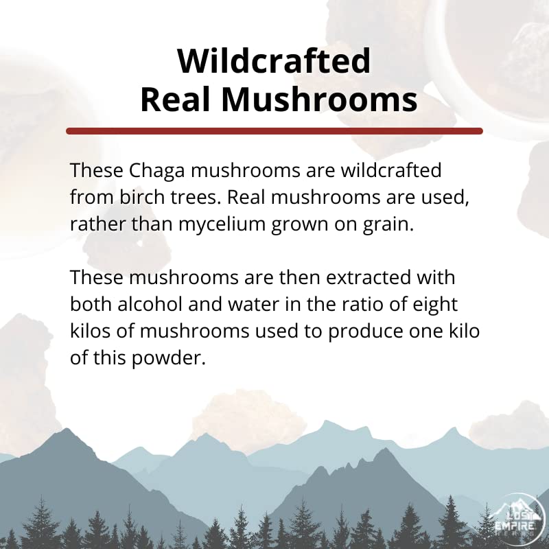 boost your immunity with chaga mushrooms