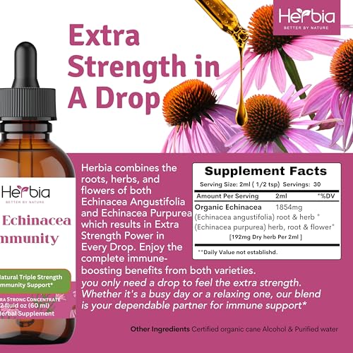boost your immunity with echinacea