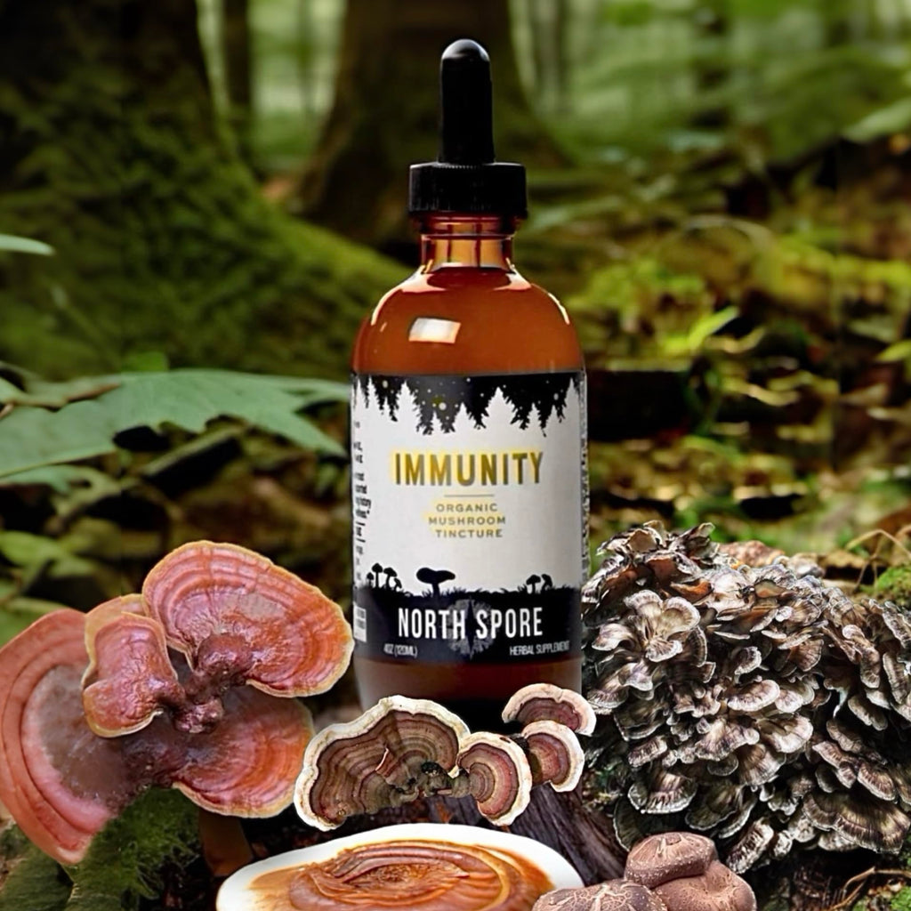 boost your immunity with mushrooms