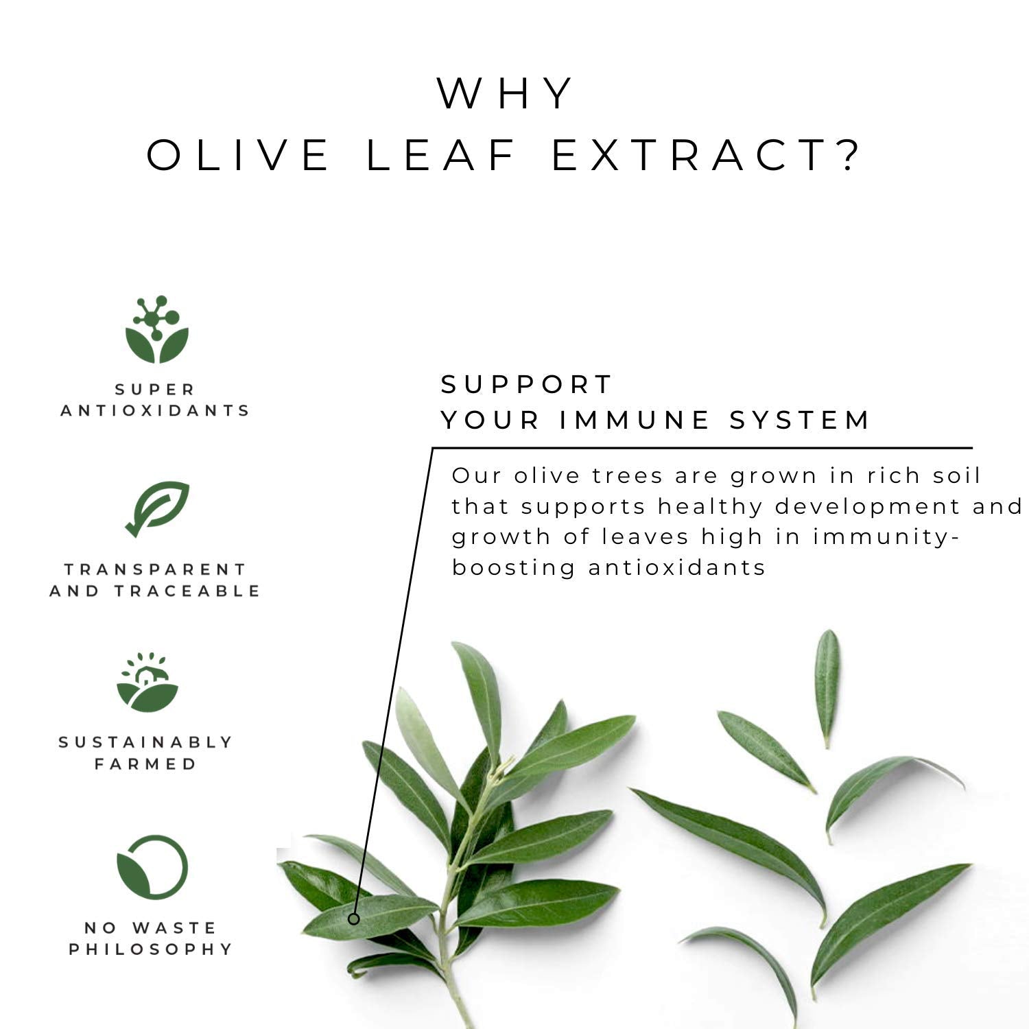 boost your immunity with olive leaf