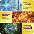 Boost your NAD+ levels naturally