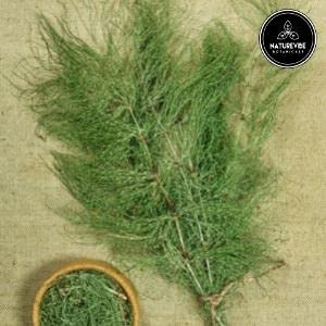 Boost your wellness with horsetail