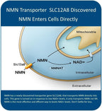 boost your wellness with NMN