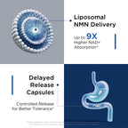 Boost your wellness with NMN