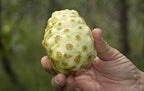 boost your wellness with Noni