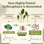 boost your wellness with sulforaphane