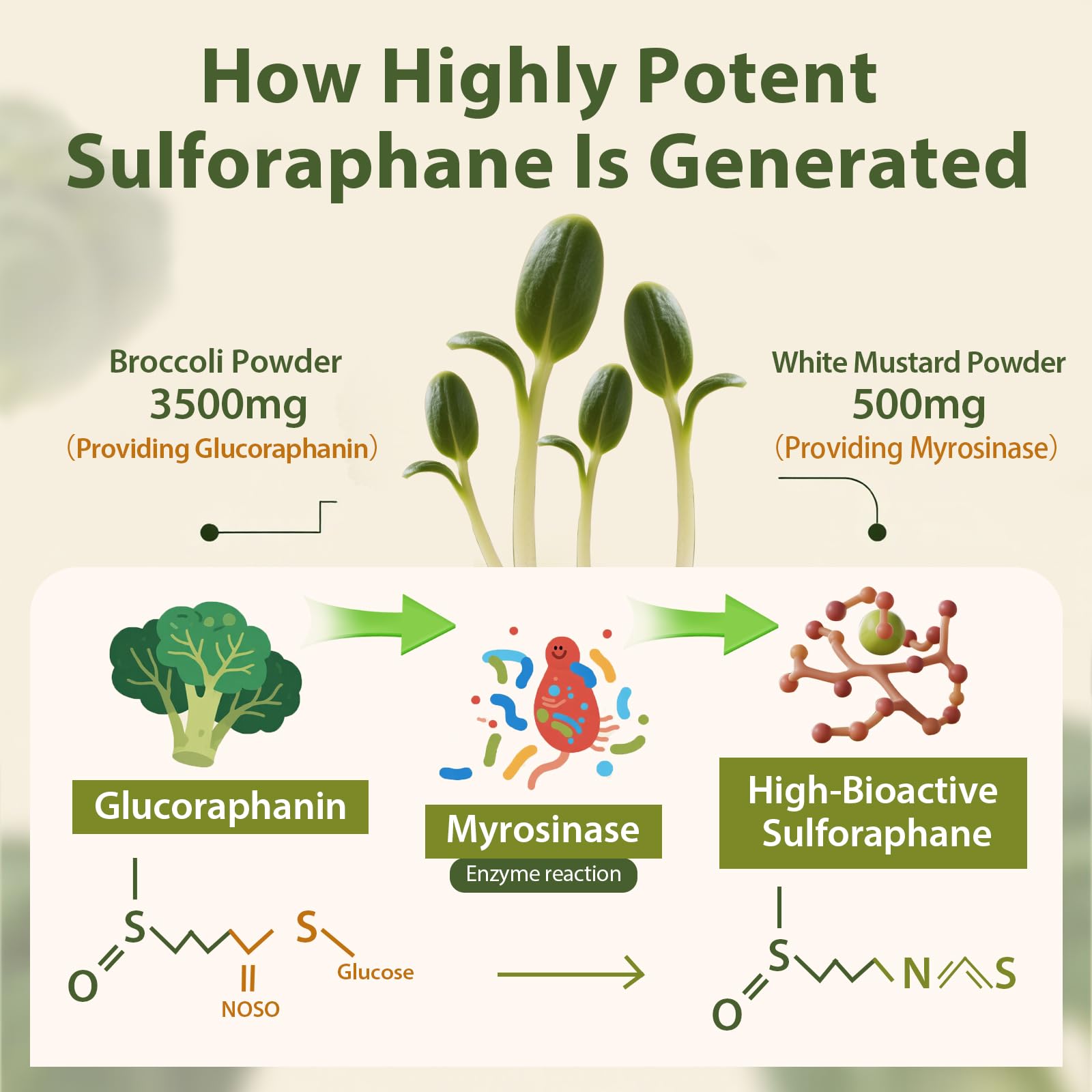 boost your wellness with sulforaphane