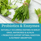 boosts digestive wellness naturally