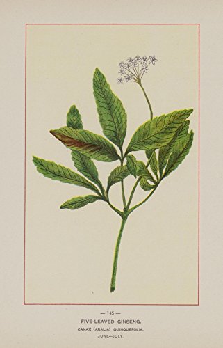 botanical art for ginseng lovers
