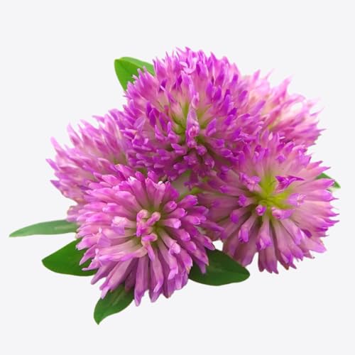 botanical blends with red clover