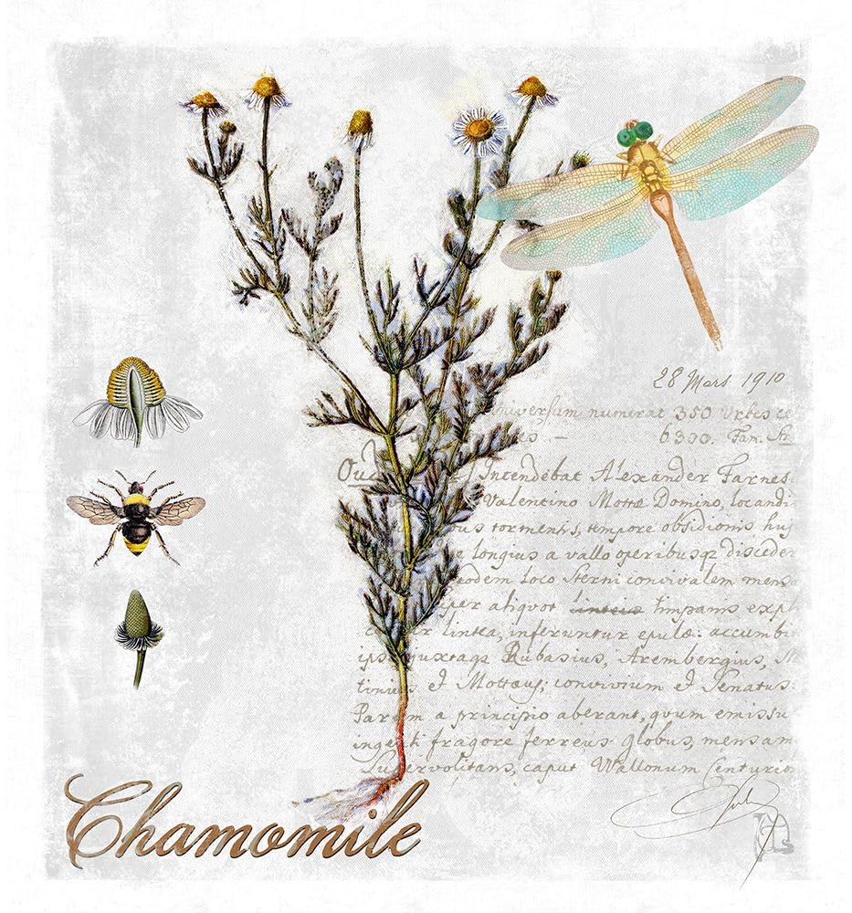 botanical garden chamomile poster print