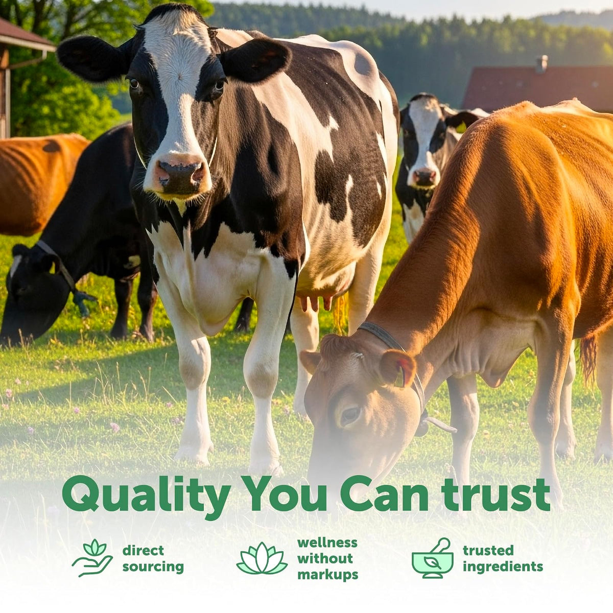 Bovine Colostrum for overall wellness