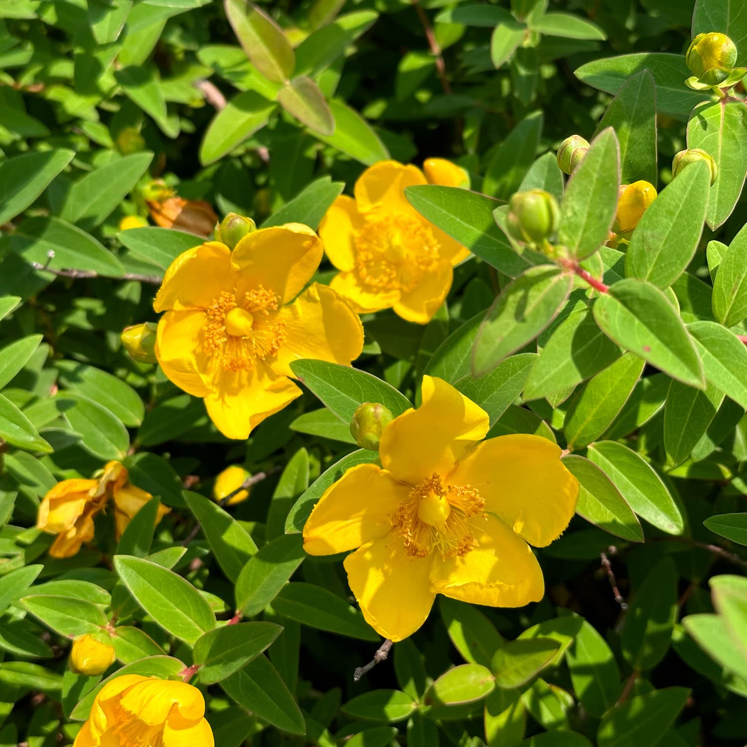 bright yellow st. john's wort flowers