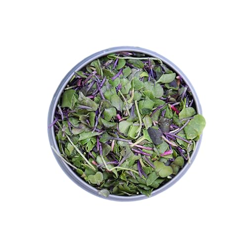 Broccoli cabbage radish microgreens benefits
