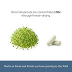 broccoli sprouts for immune support