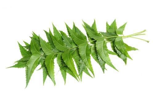 BSD Organics neem powder for wellness