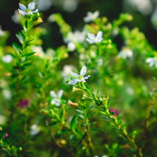 Buchu and echinacea herbal blend