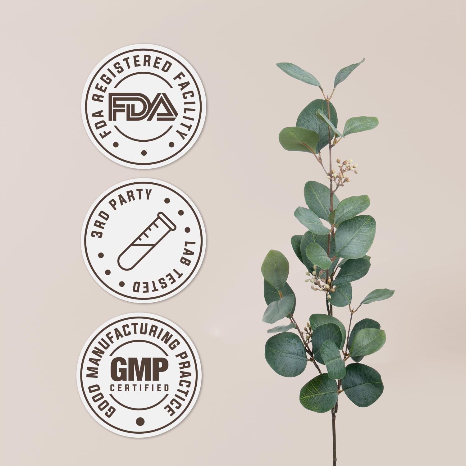 bugleweed for respiratory health benefits