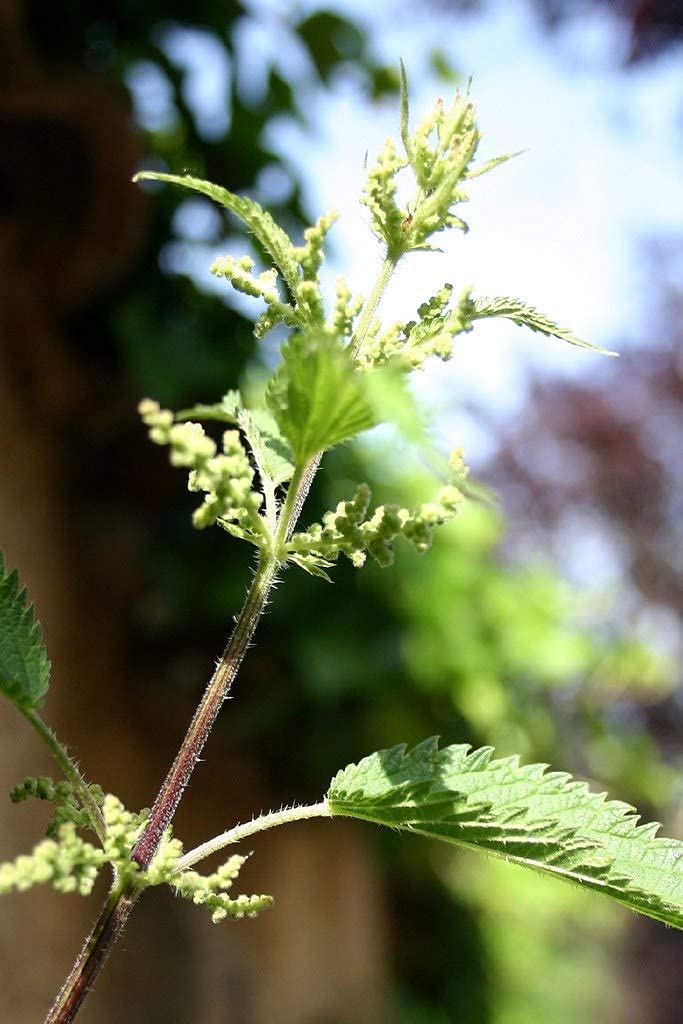 Bulgaria sourced nettle leaf powder