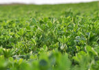 bulk alfalfa powder for meal prep