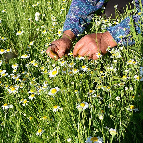 bulk chamomile for wellness products