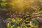 bulk elderberry juice powder for recipes