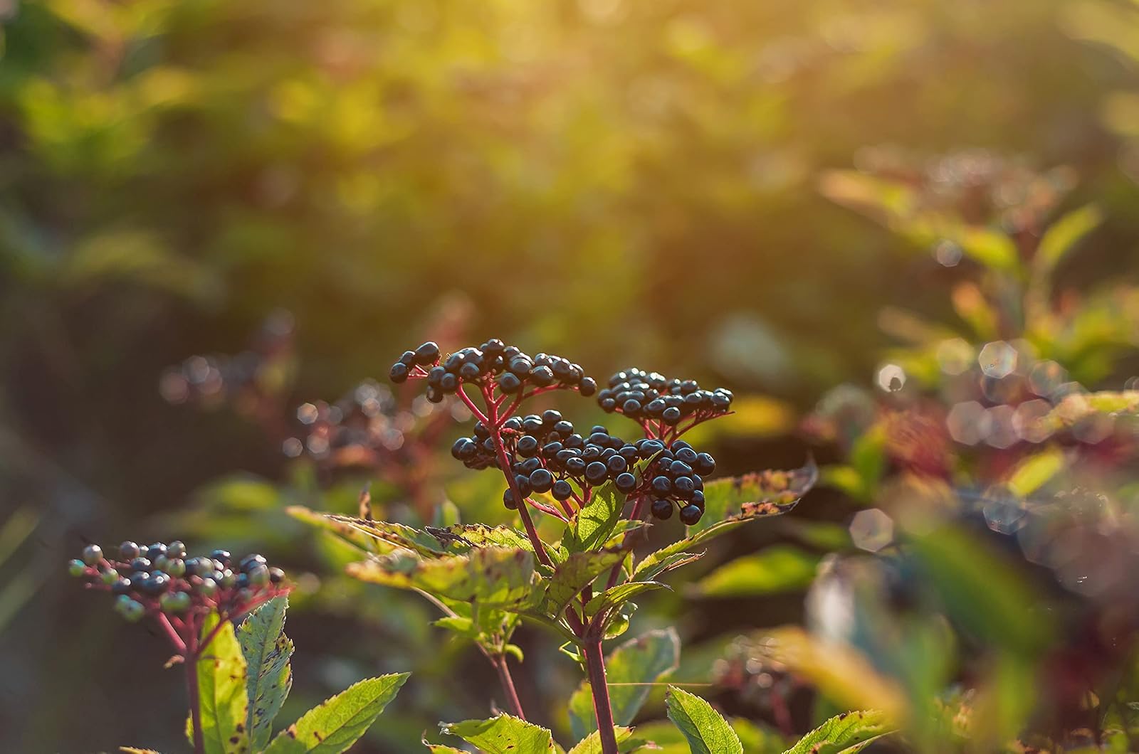 bulk elderberry juice powder for recipes