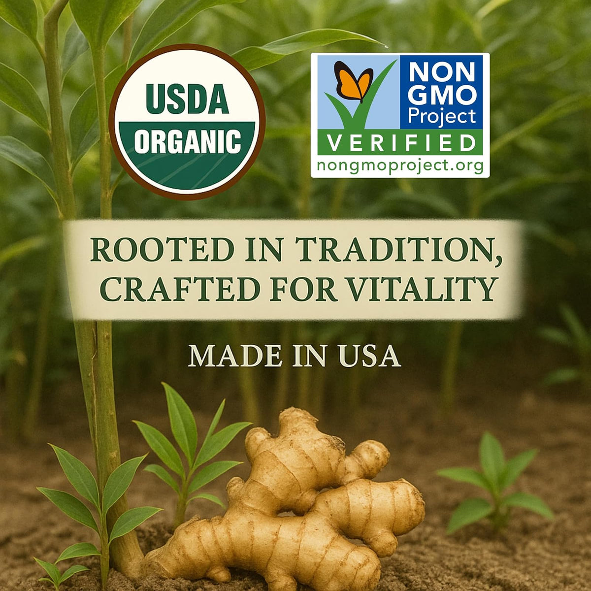 bulk organic ginger tea for everyday use