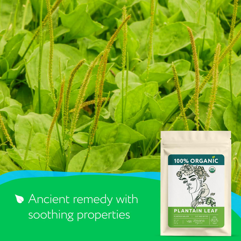 Bulk plantago major for detox