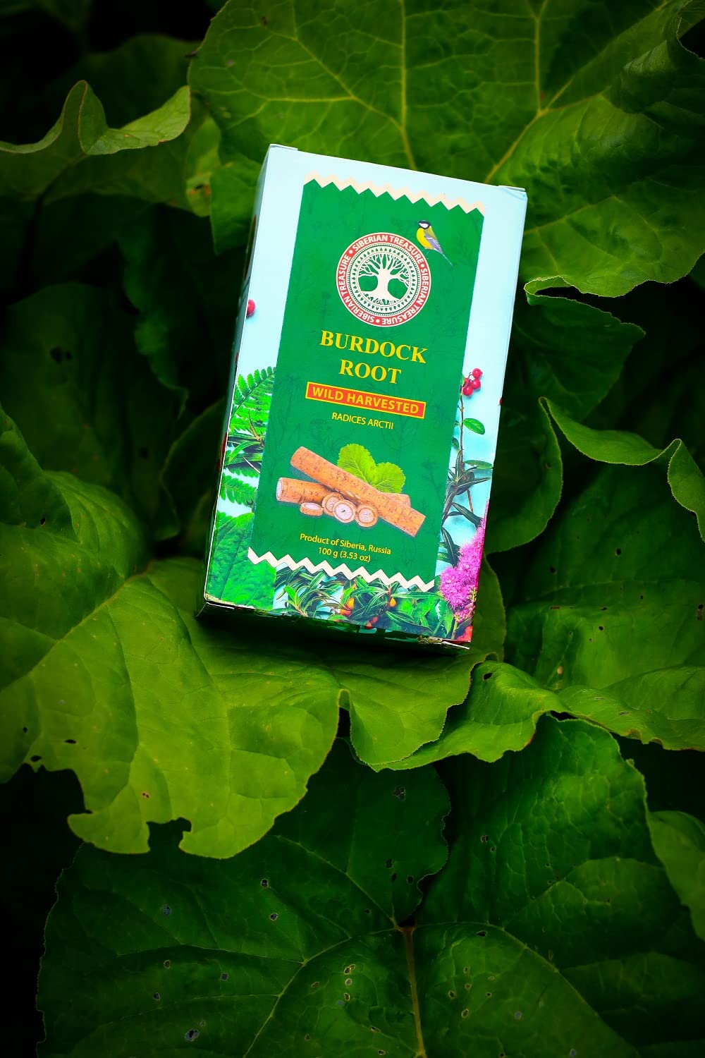 Burdock root for herbal remedies