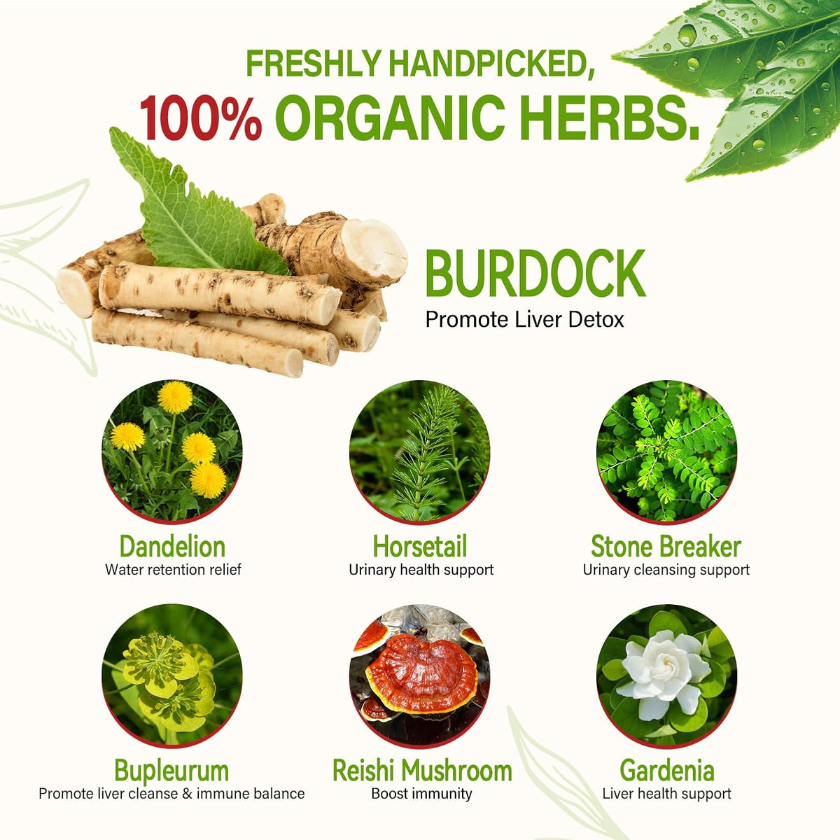 Burdock Root tea for detox