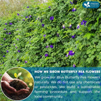 butterfly pea flowers for wellness