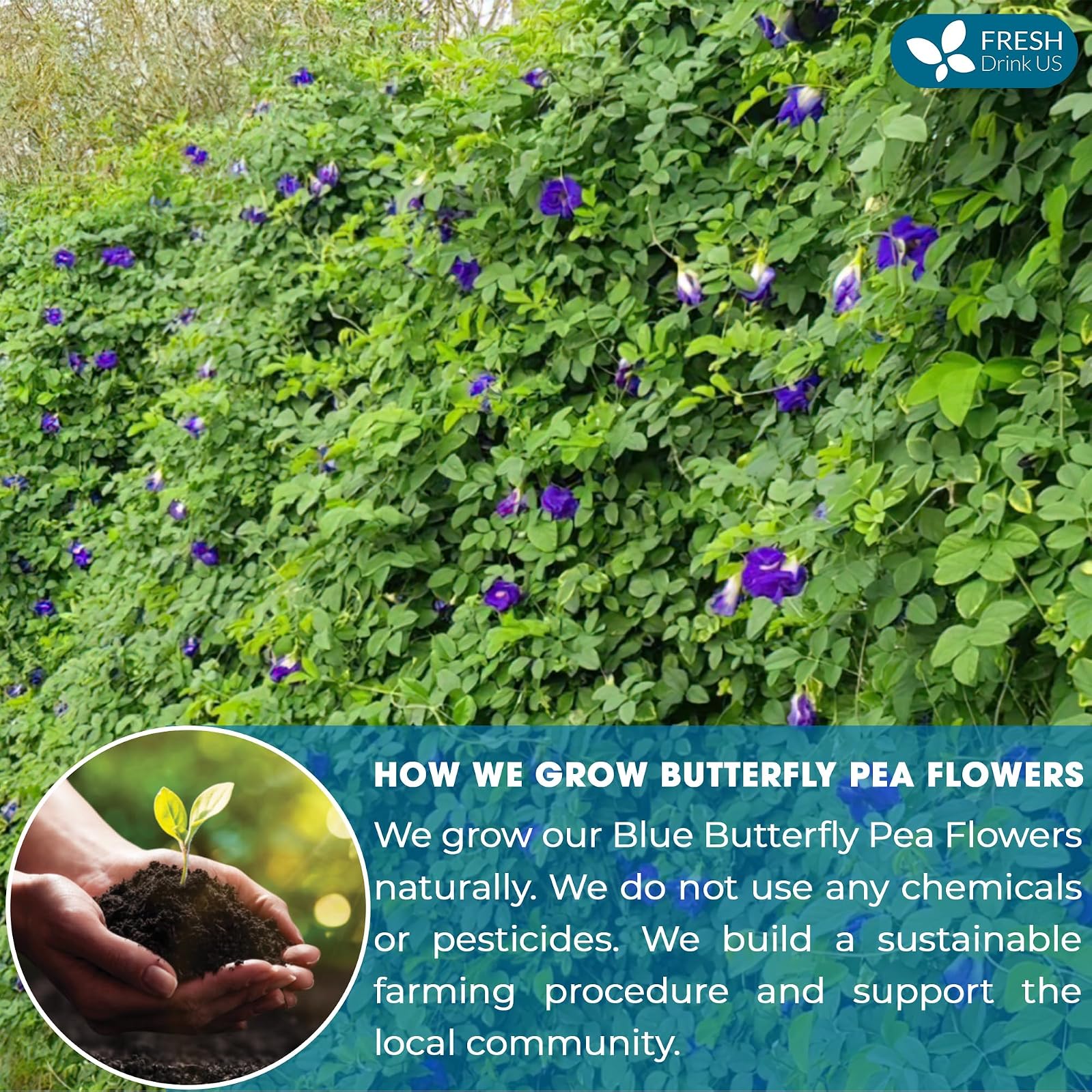 butterfly pea flowers tea benefits