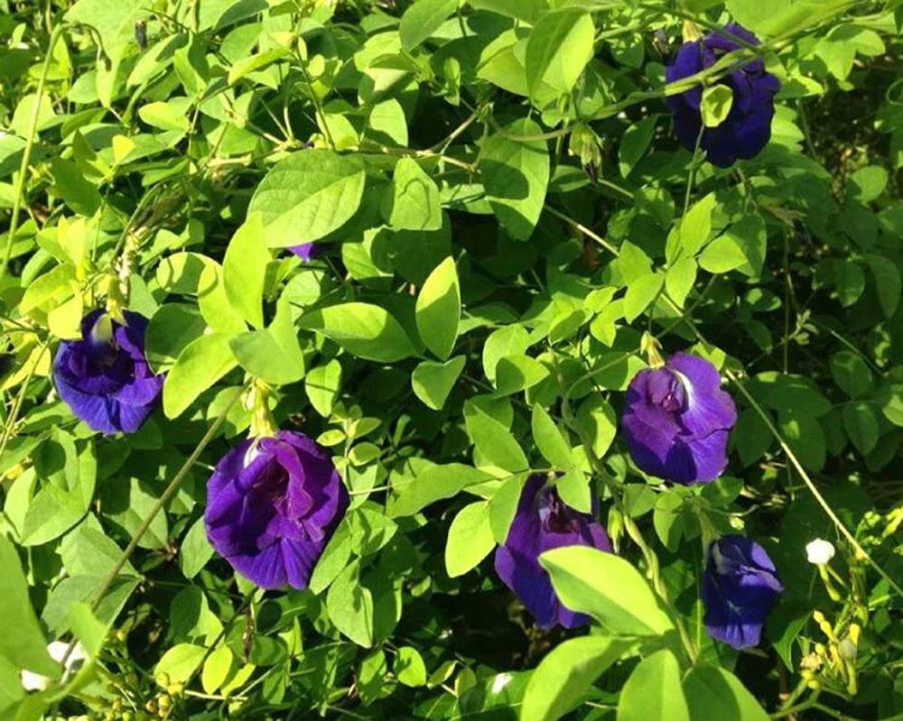 butterfly pea flowers tea for vibrant colour