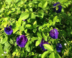 butterfly pea flowers tea for vibrant colour