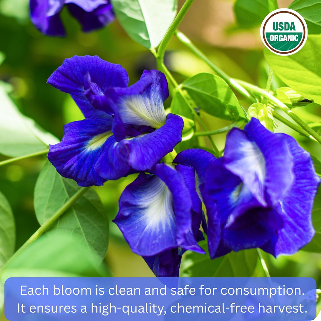 butterfly pea tea sachets