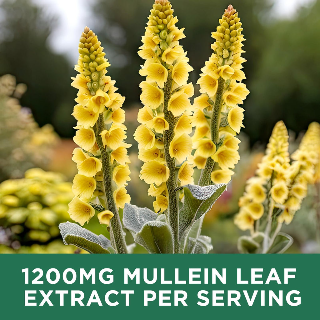 buy mullein drops for detox