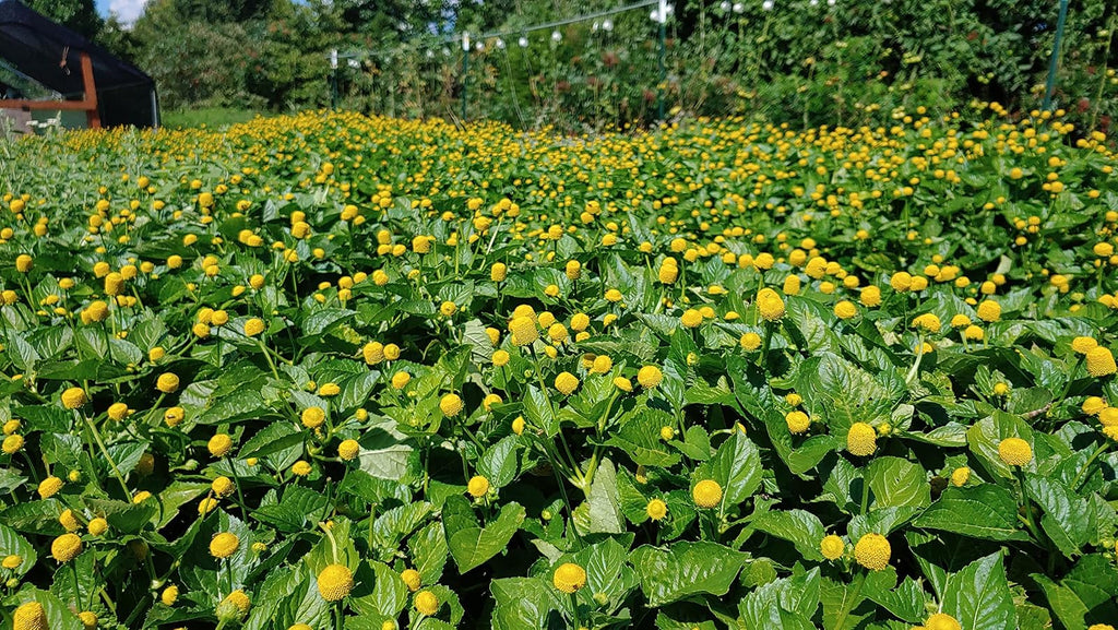 Buzz Buttons natural edible flower decoration