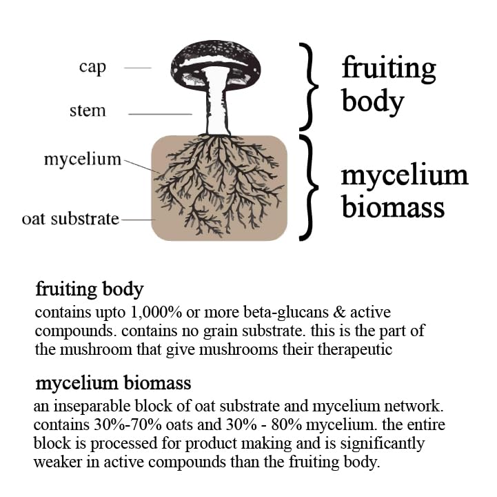 cacao blend with functional mushrooms