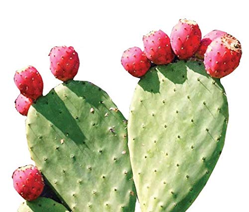 Cactus powder for digestive health