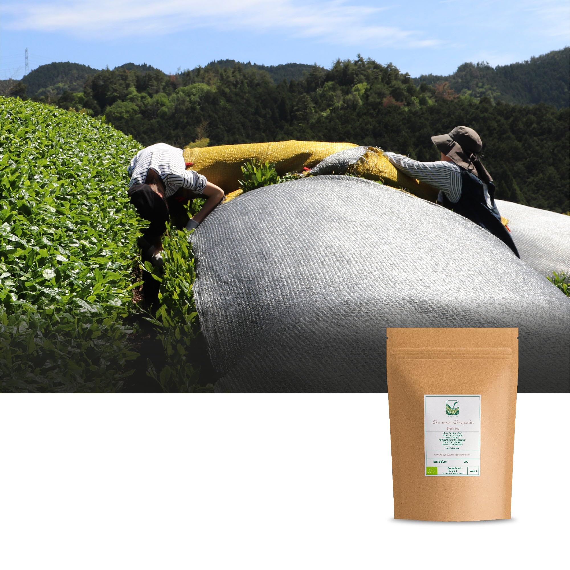 caffeine content in genmaicha tea