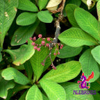 Caffeine-free Alebrixes Moronel herbal tea